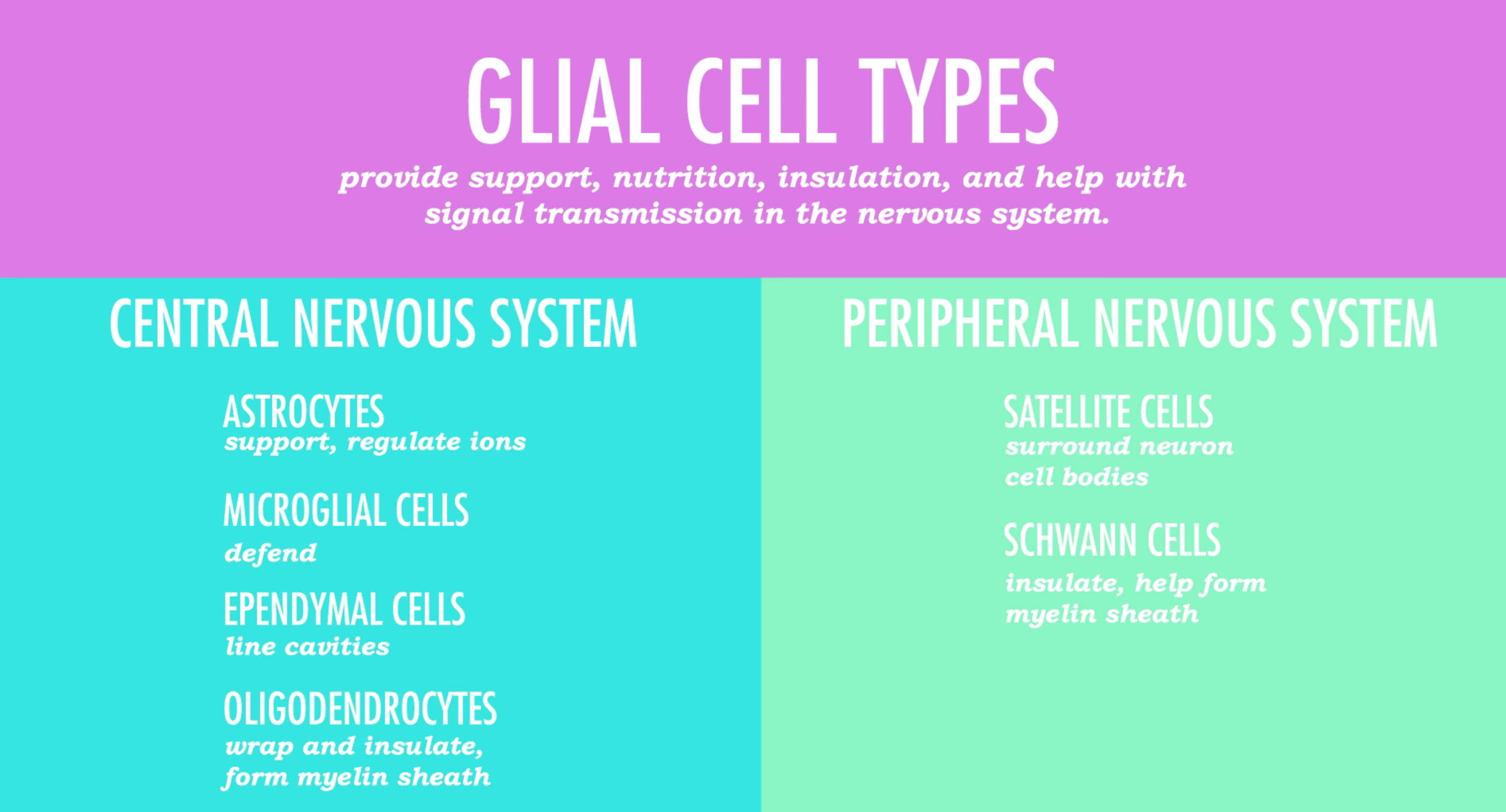 The Nervous System: Crash Course 1